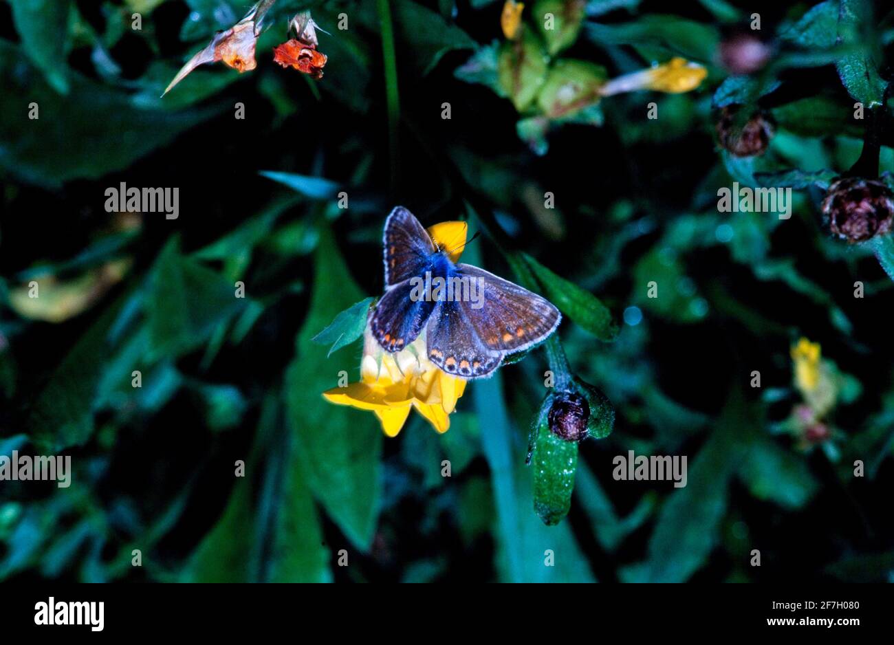 Butterfly life in real life in the field Stock Photo - Alamy