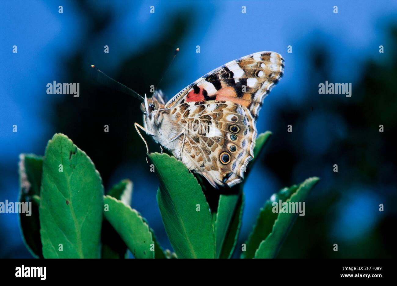 Put lady butterfly hi-res stock photography and images - Alamy