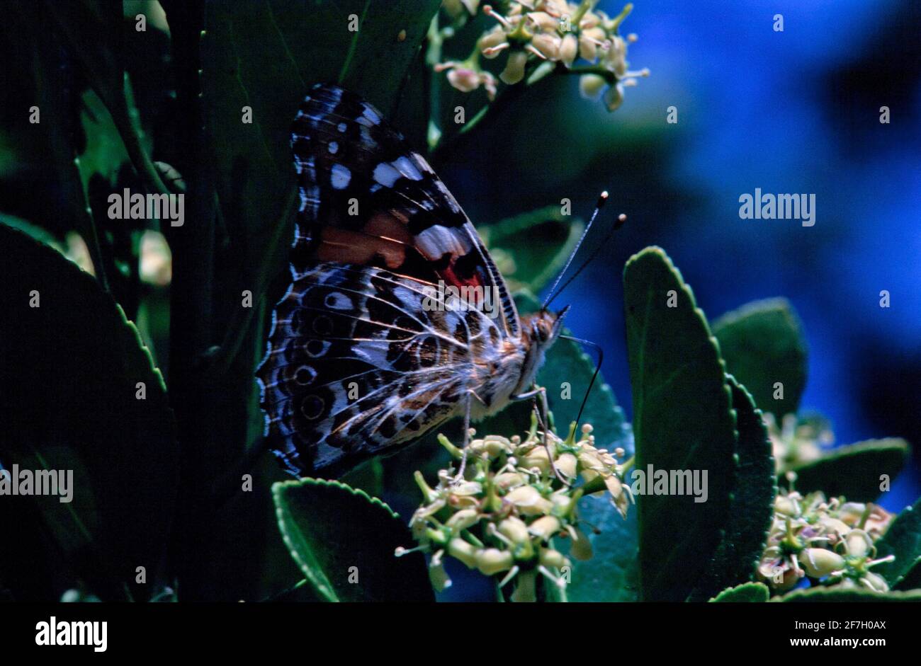 Butterfly life in real life in the field Stock Photo - Alamy