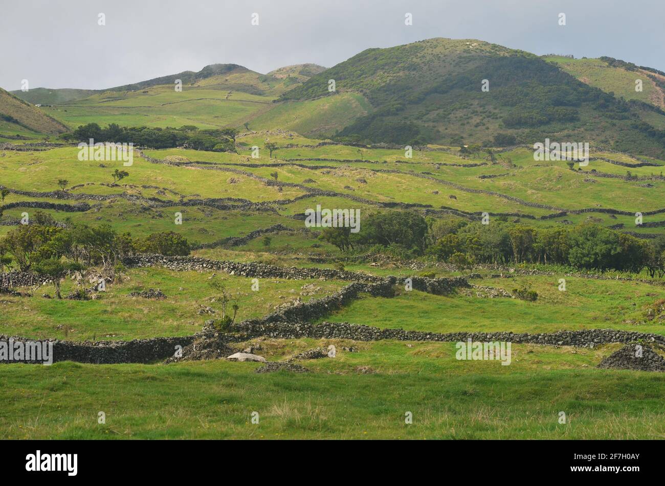 Green landscapes in the highlands of Pico island’s volcanic spine ...