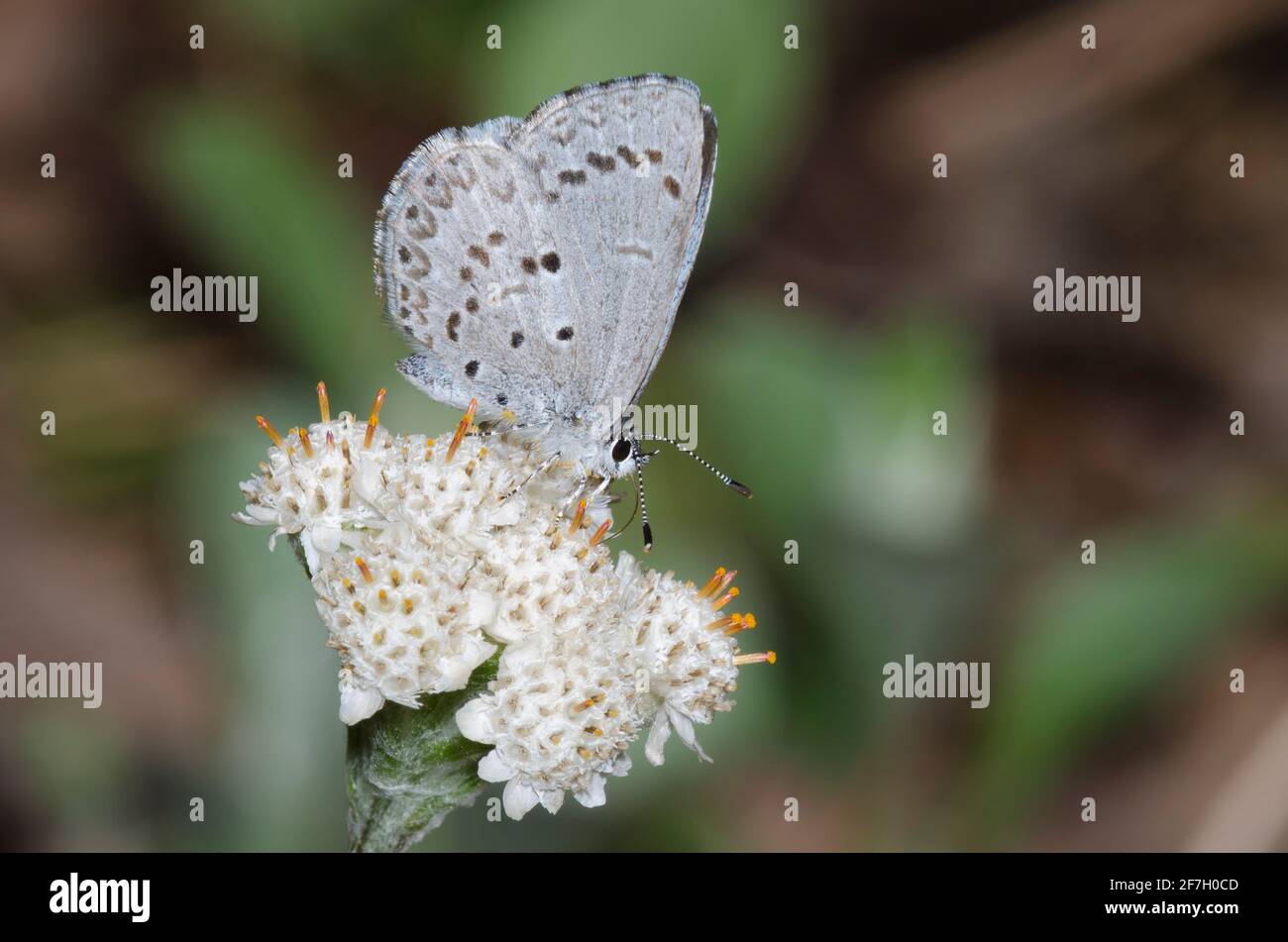 Parlins pussytoes hi-res stock photography and images - Alamy