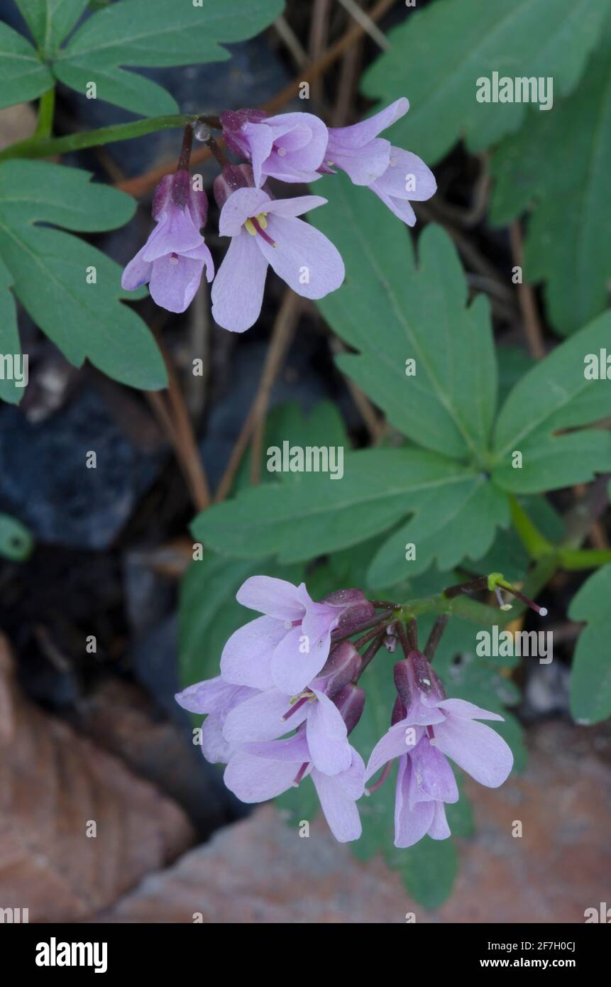 Slender Toothwort, Cardamine angustata Stock Photo - Alamy