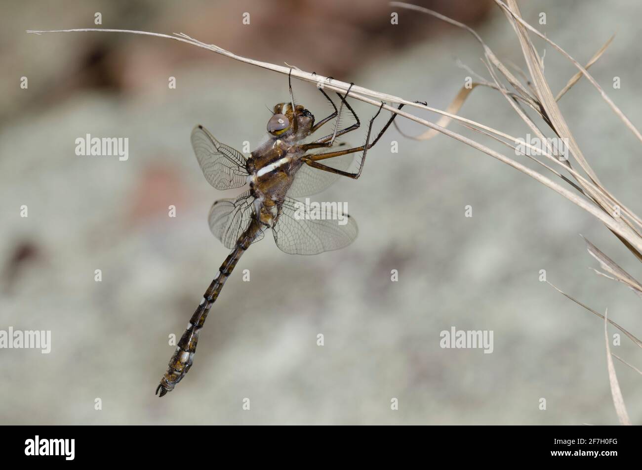 Didymops transversa hi-res stock photography and images - Alamy