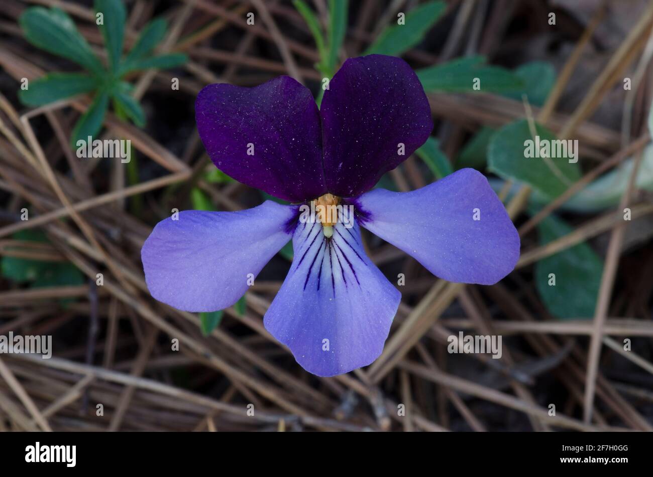 Bird's-foot Violet, Viola pedata Stock Photo - Alamy