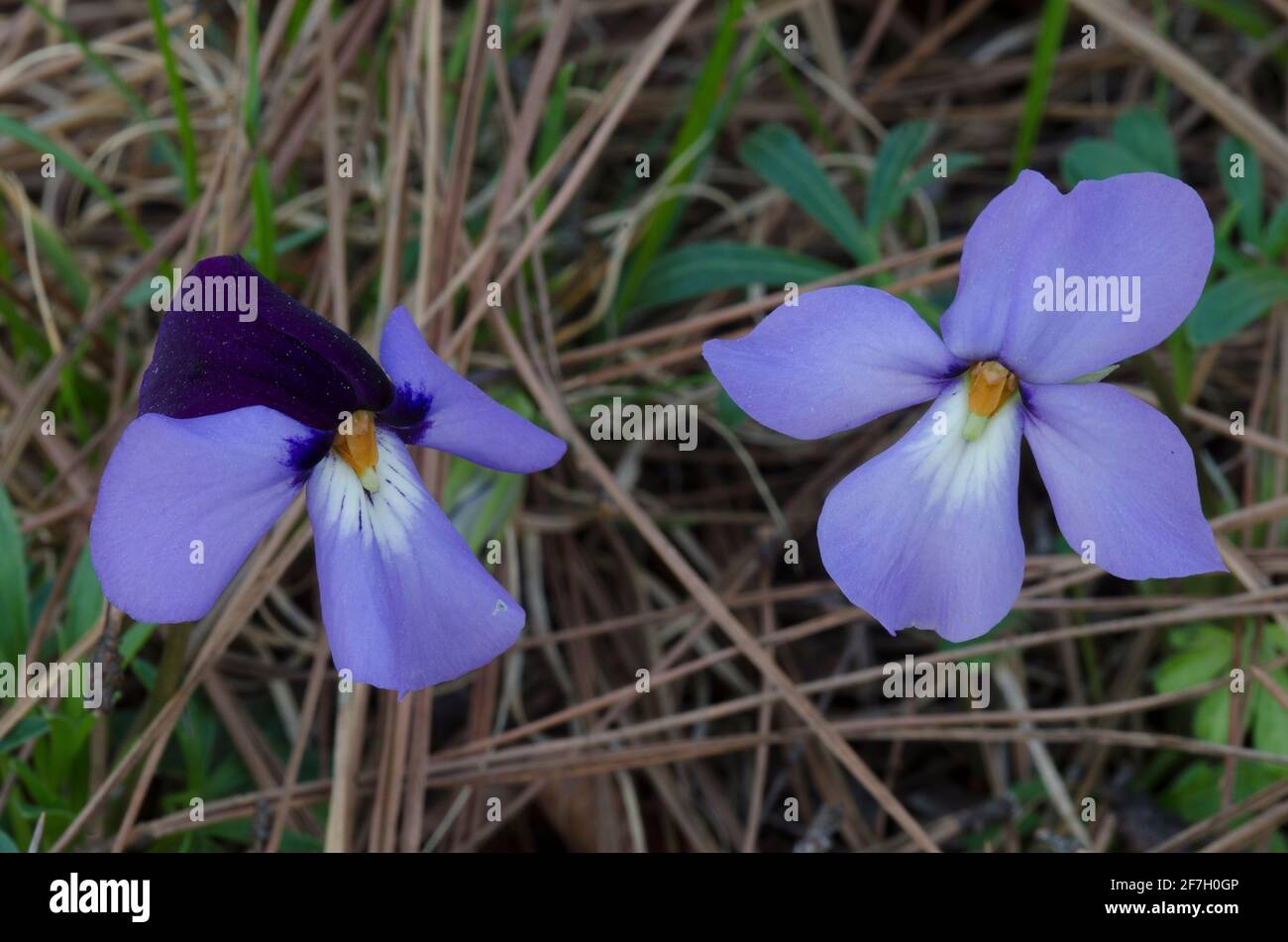 Bird's-foot Violet, Viola pedata Stock Photo - Alamy