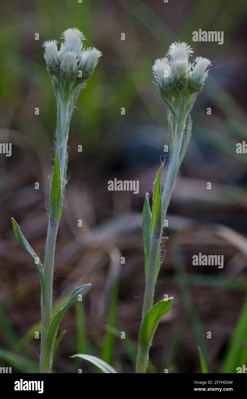 Parlins pussytoes hi-res stock photography and images - Alamy