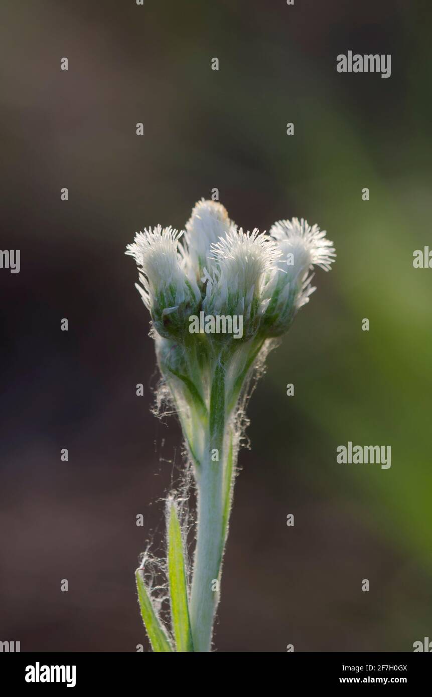 Parlins pussytoes hi-res stock photography and images - Alamy