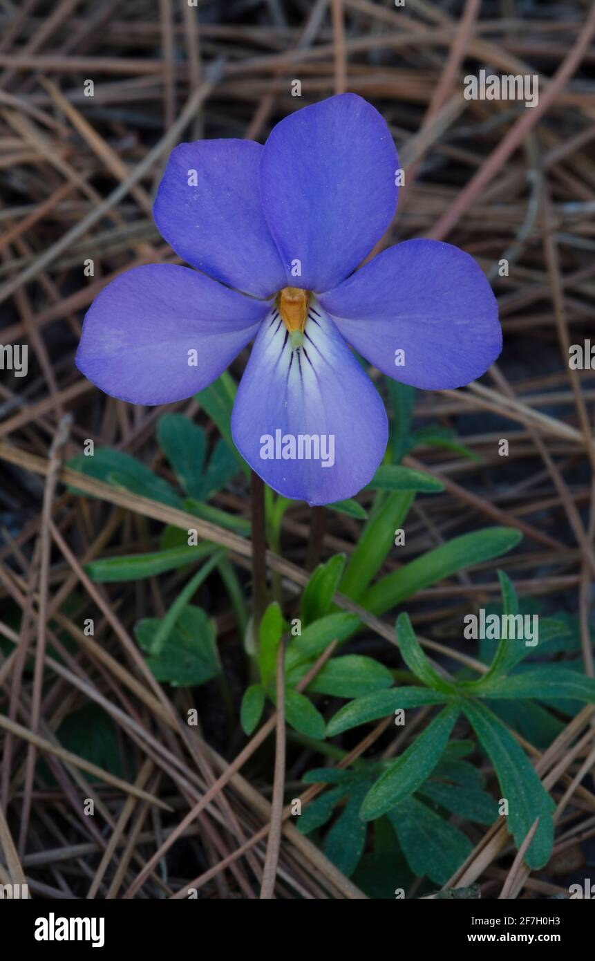 Bird's-foot Violet, Viola pedata Stock Photo - Alamy