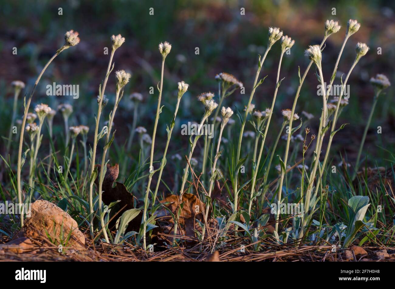 Parlin's Pussytoes, Antennaria parlinii Stock Photo - Alamy