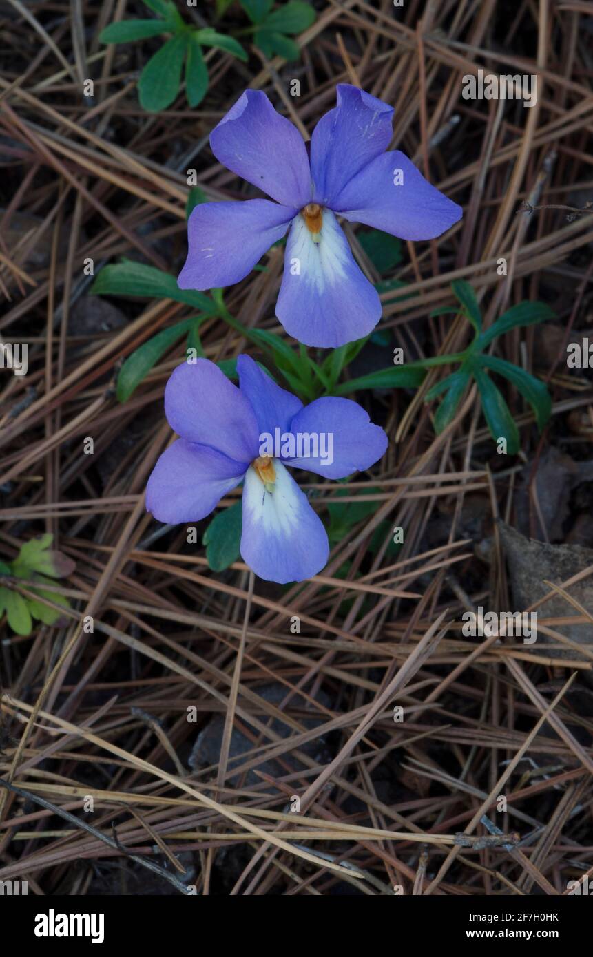 Birds foot violet hi-res stock photography and images - Alamy