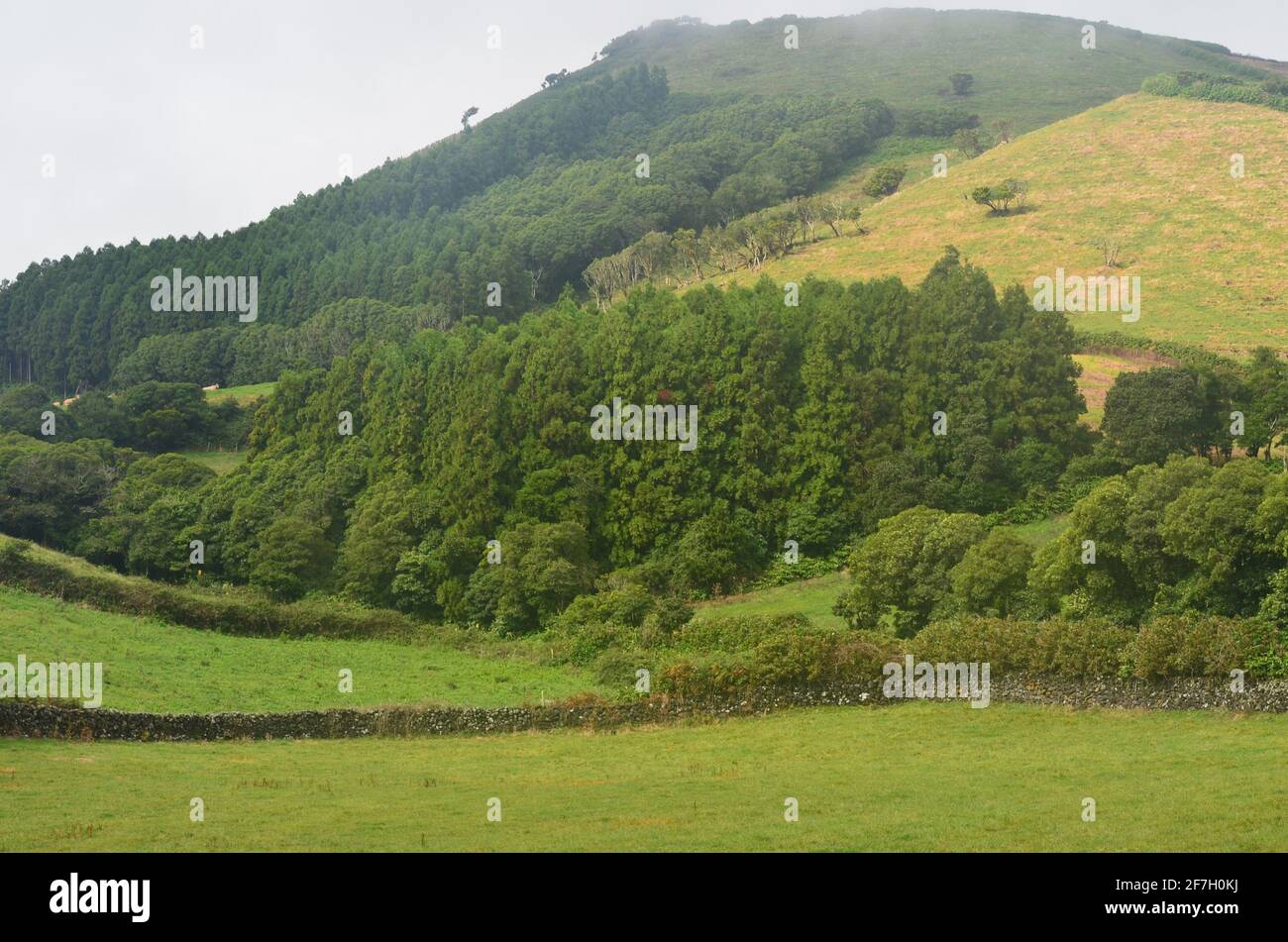 Green landscapes in the highlands of Pico island’s volcanic spine ...