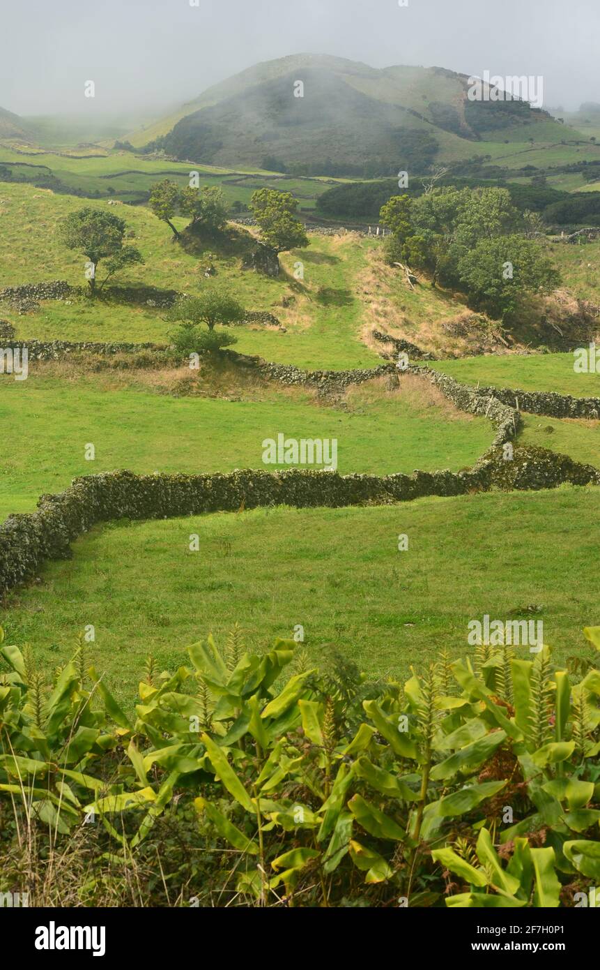 Green landscapes in the highlands of Pico island’s volcanic spine ...