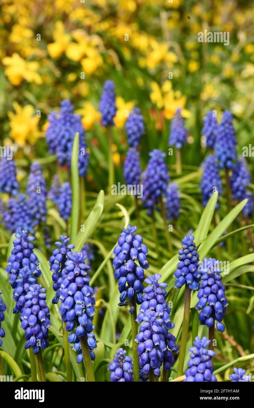 Border of yellow and blue flowers hi-res stock photography and images ...