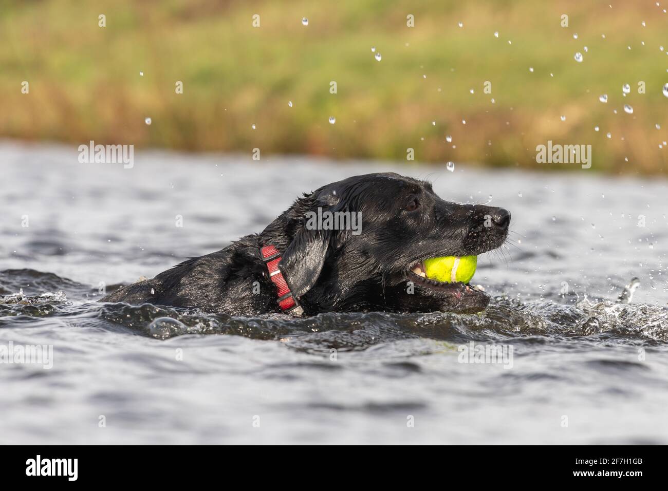 Head shot of a pedigree black Labrador swimming in the water with a ...
