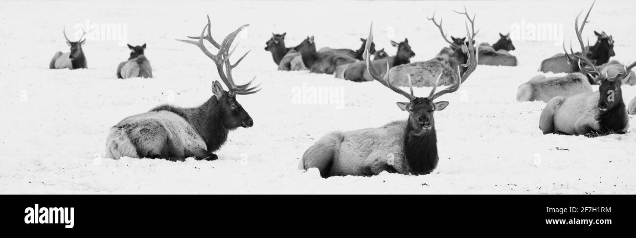 Group of elk black and white hi-res stock photography and images - Alamy