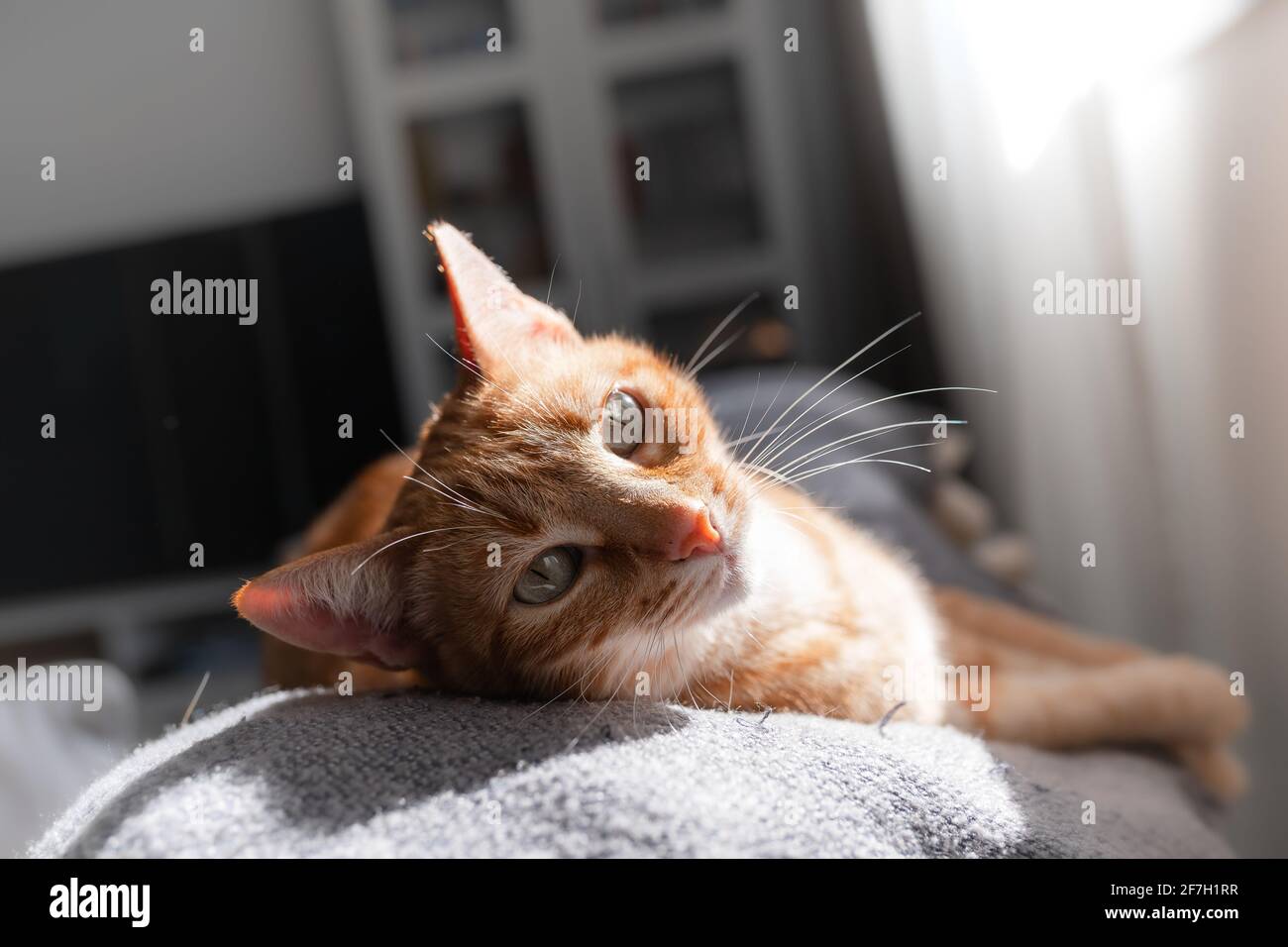 brown tabby cat lying on the sofa under the light of the window, looks ...