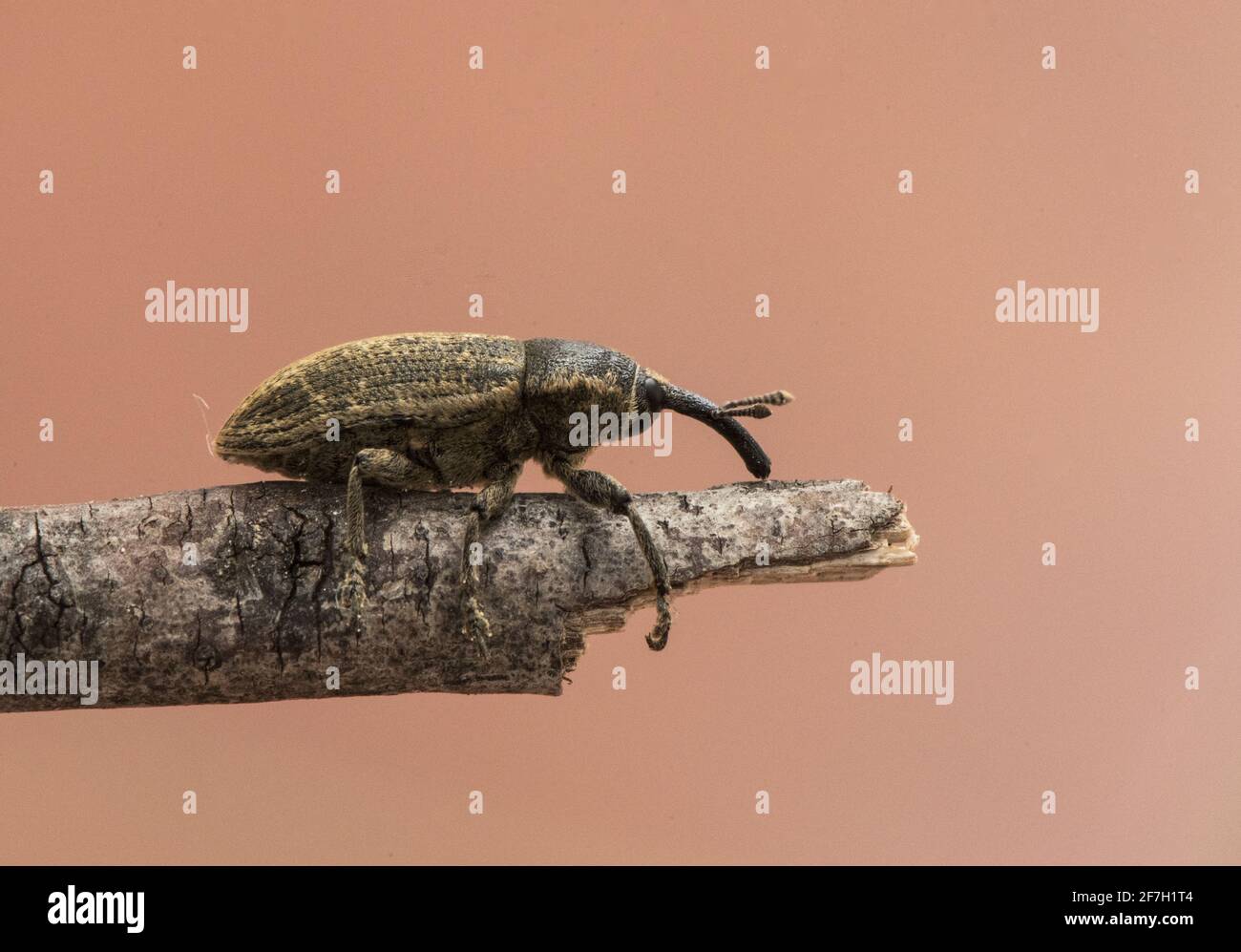 Insect Damage Wood Floor High Resolution Stock Photography and Images ...