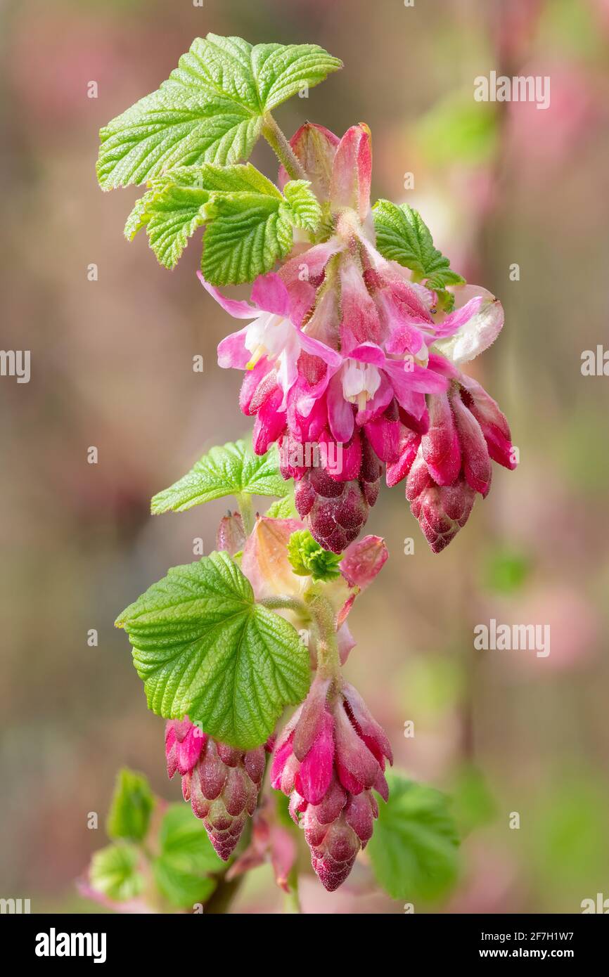 Macro shot of red currant (ribes sanguineum) flowers in bloom Stock ...