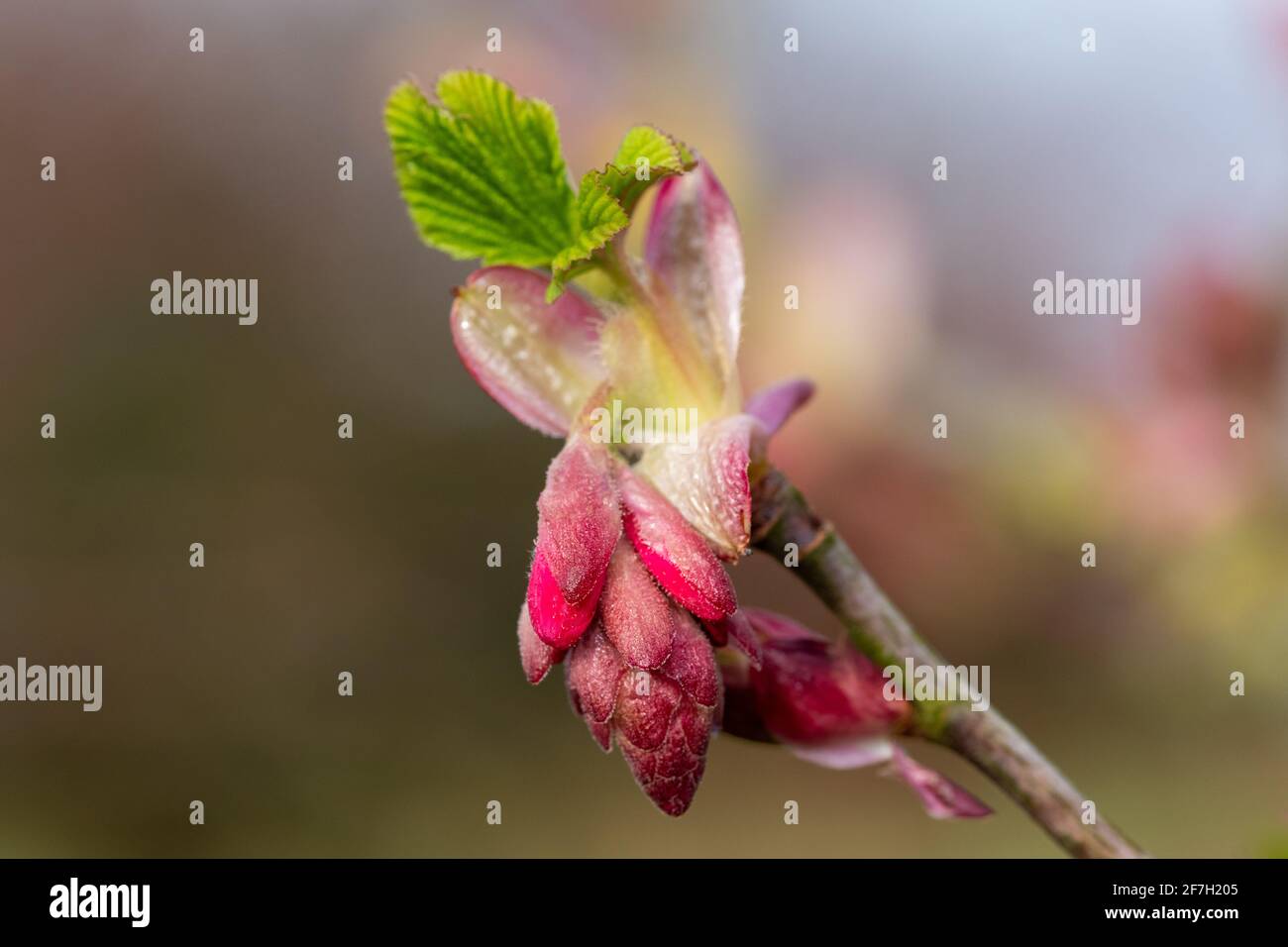 Macro shot of buds on a red currant (ribes sanguineum) shrub Stock ...