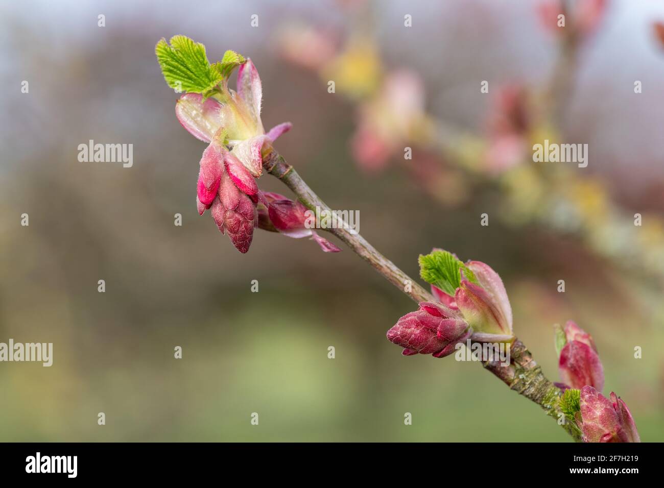 Macro shot of buds on a red currant (ribes sanguineum) shrub Stock ...
