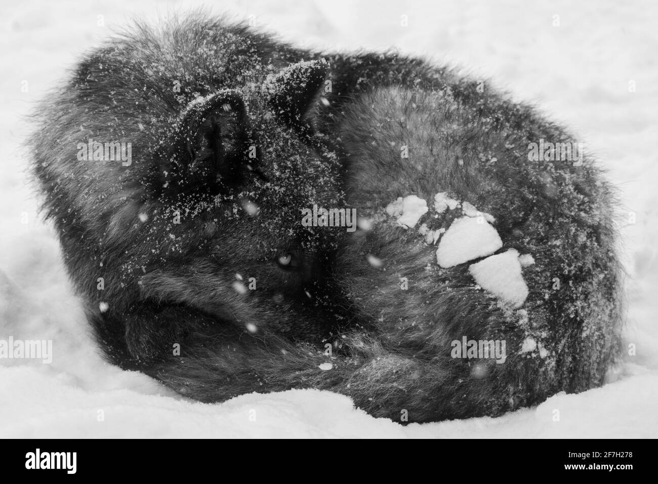 Black wolf yellowstone Black and White Stock Photos & Images - Alamy