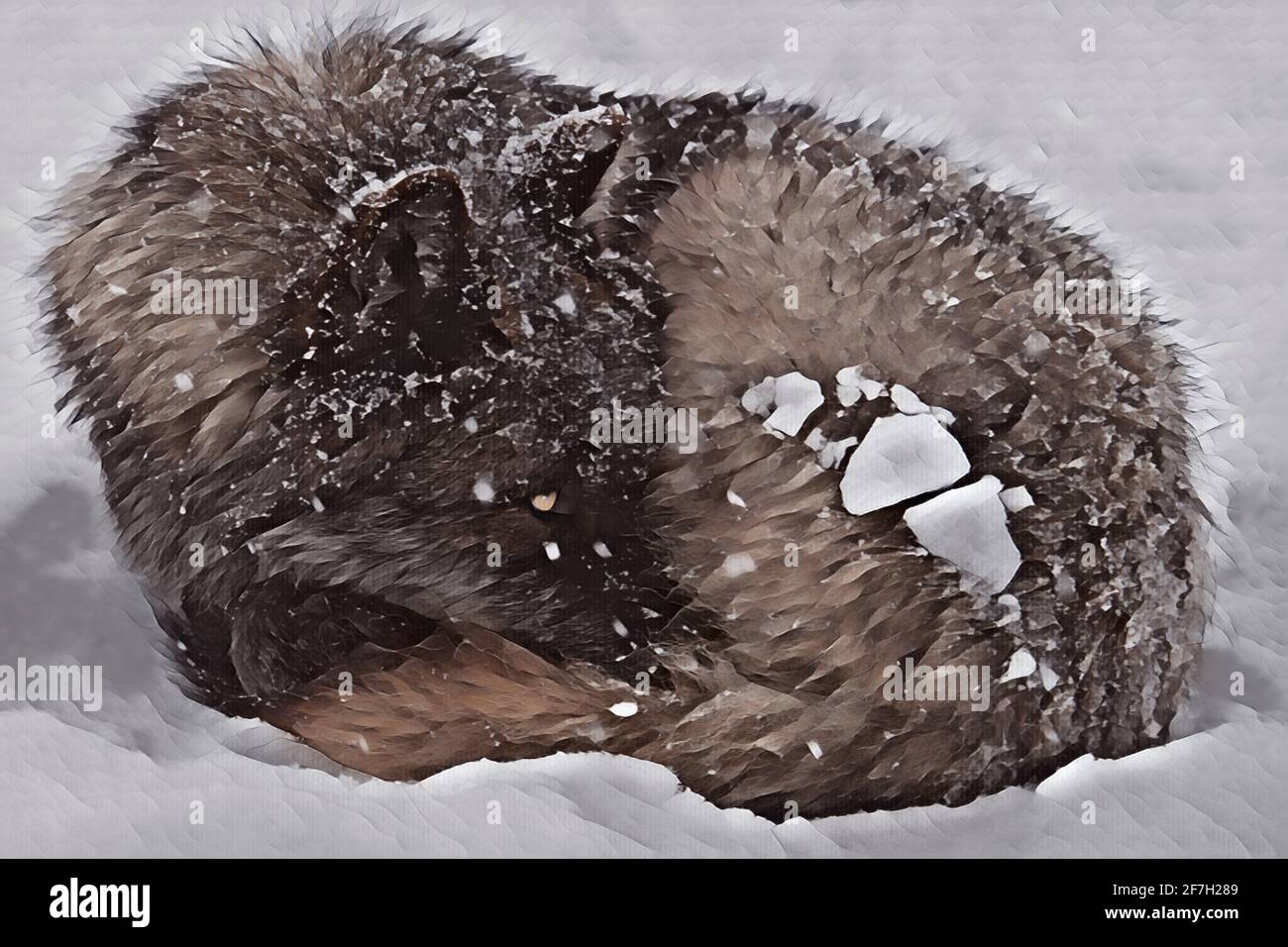 USA, Wyoming, Yellowstone National Park. Gray wolf (Canis Lupus) curled ...
