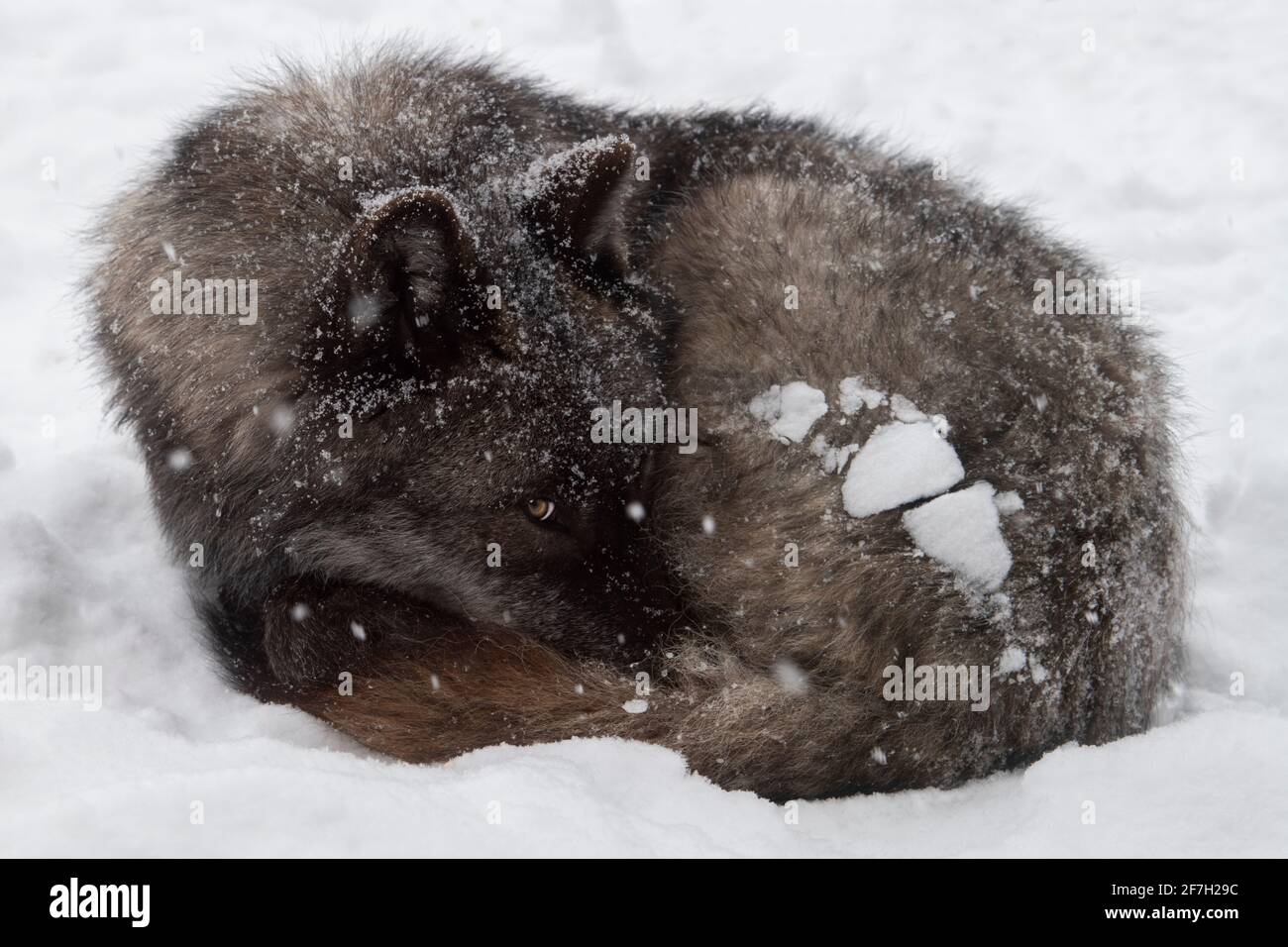 Wolf curled up hi-res stock photography and images - Alamy