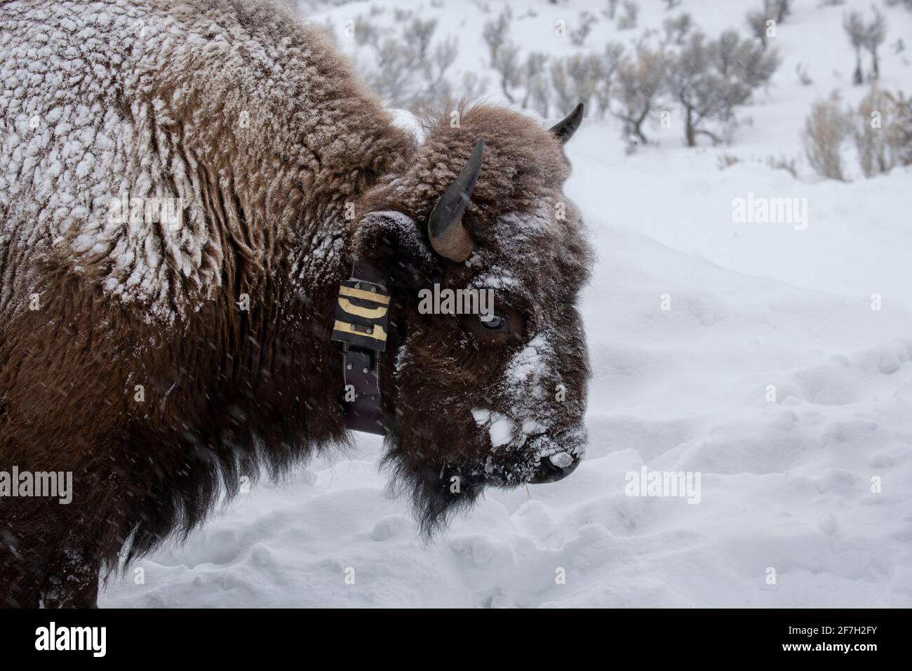 USA, Wyoming, Yellowstone National Park. Collared bison in the snow ...