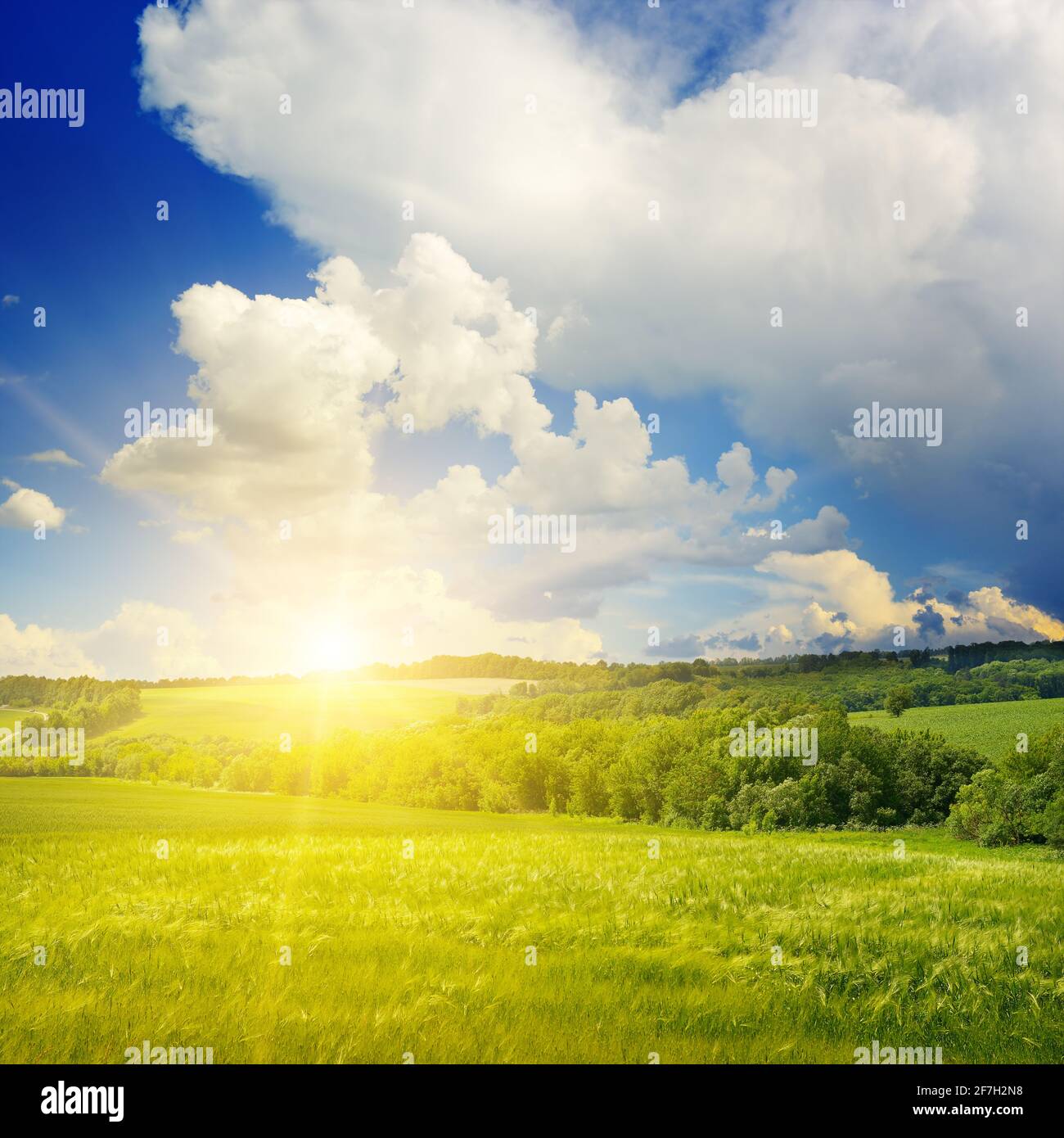 Epic of wheat hi-res stock photography and images - Alamy