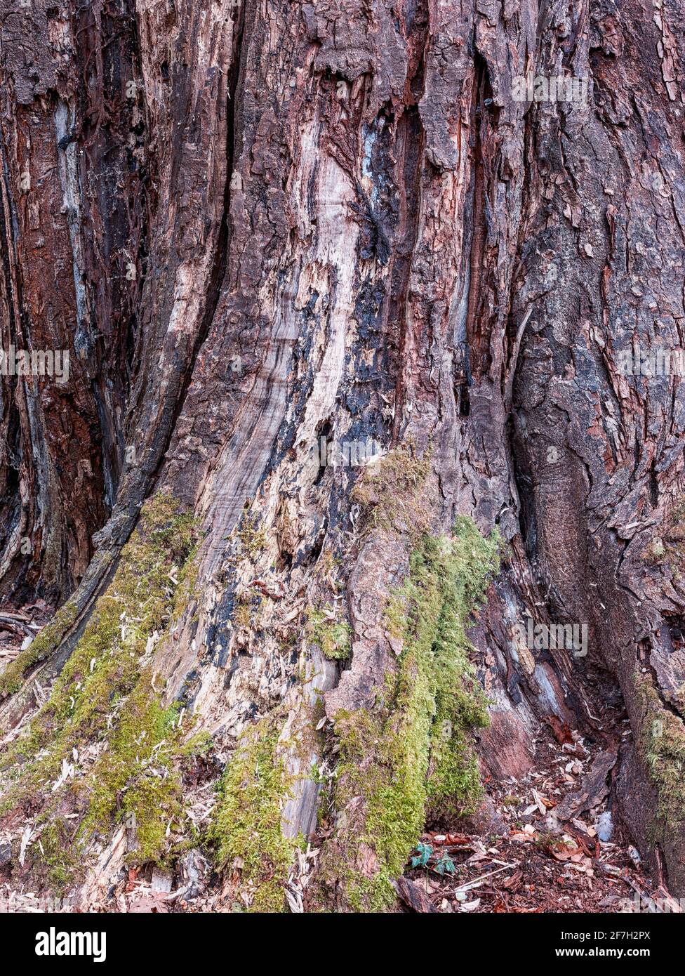 Very close-up and interesting natural patterns and textures on the ...