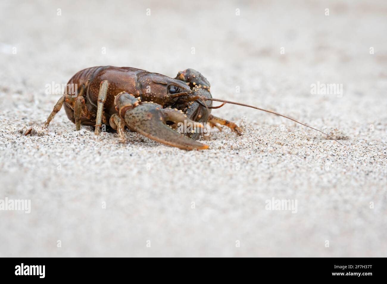 A virile crayfish (Faxonius virilis), also known as the northern ...