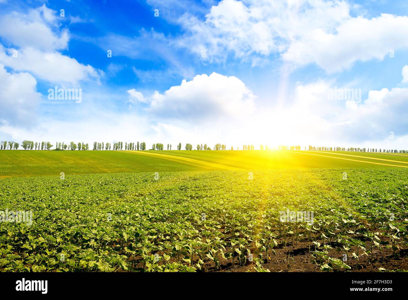 Sunflower field sunrise sunflowers hi-res stock photography and images ...