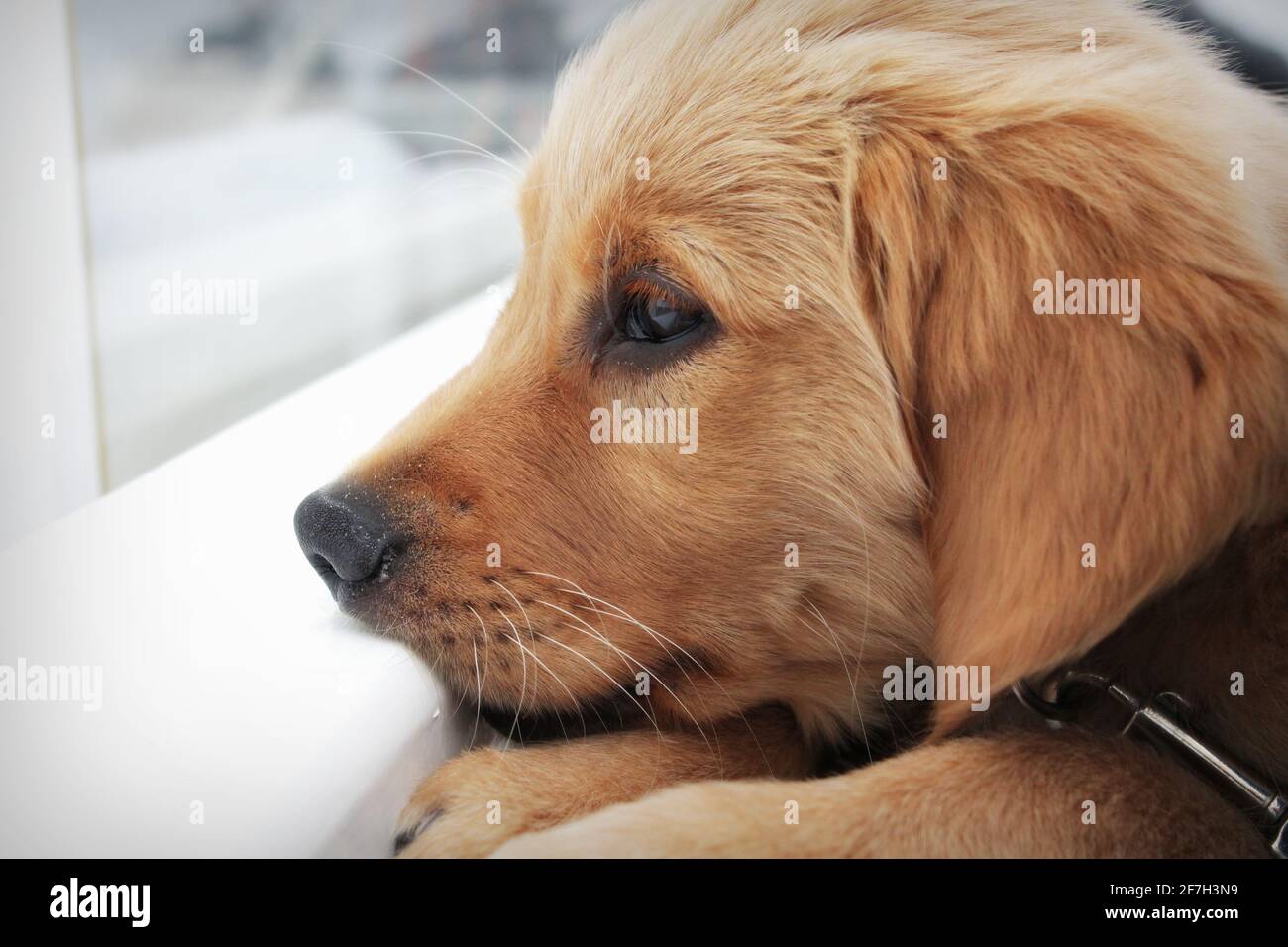 Golden retriever pup Stock Photo - Alamy