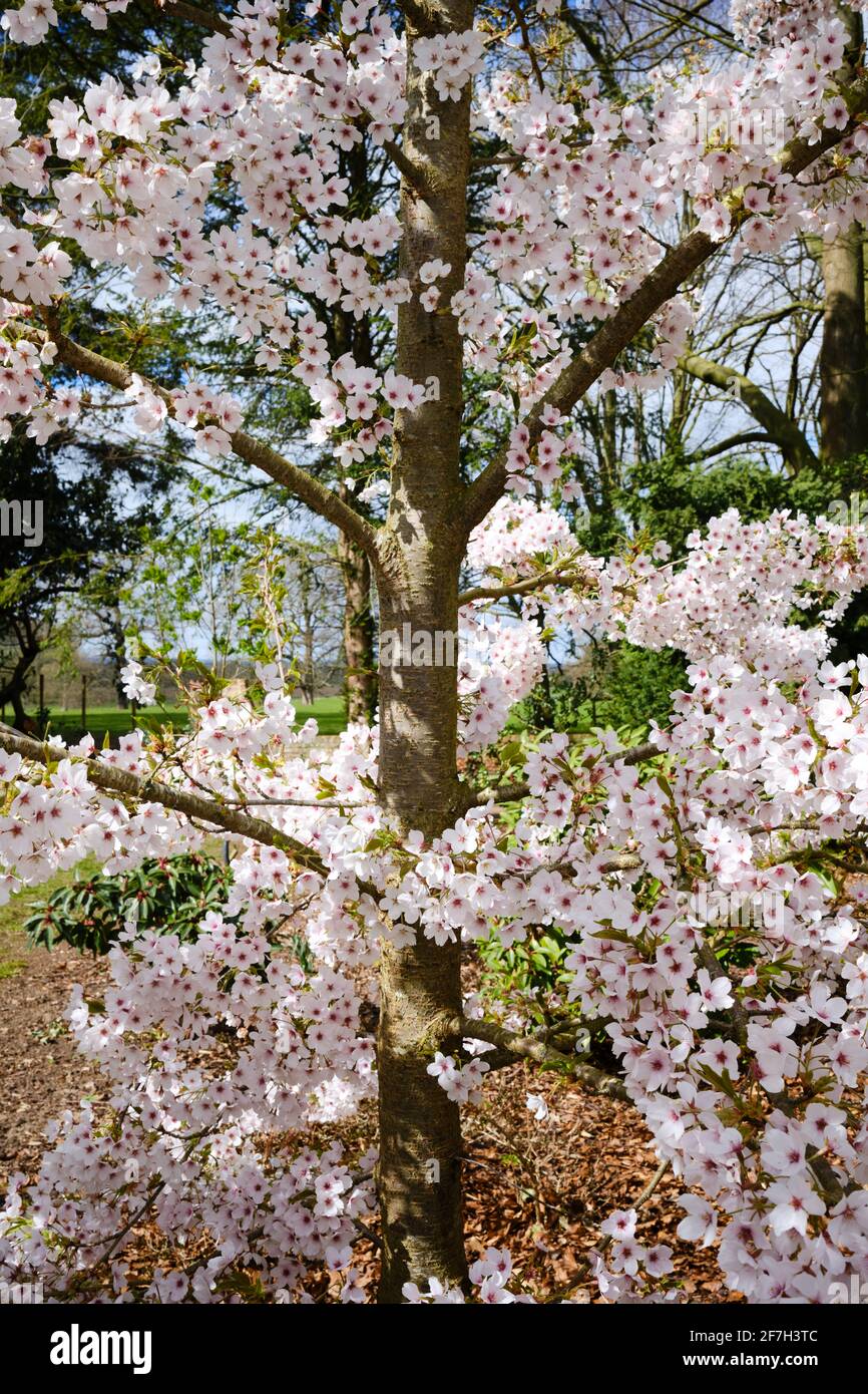 A small tree in full pink blossom in spring in Newby Hall gardens in ...