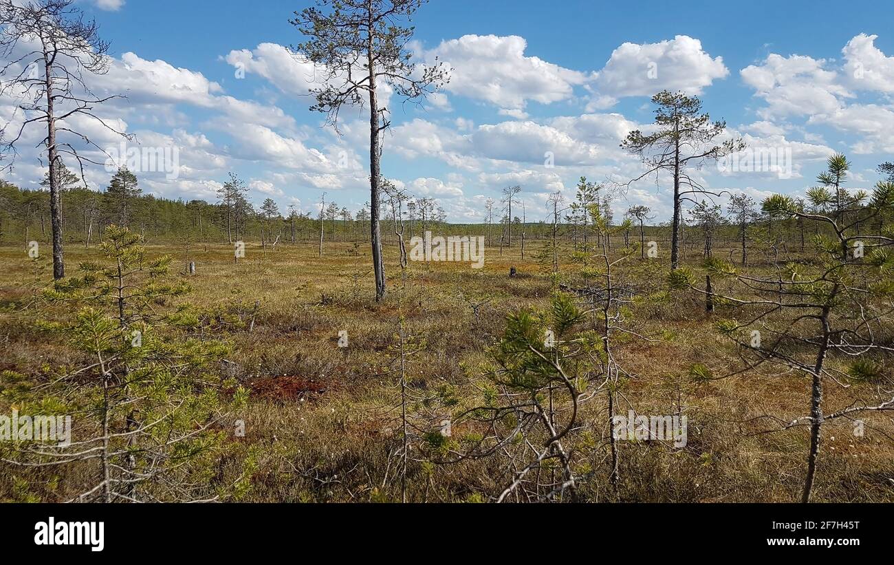 Arctic Swamp landscape with pine trees, summer time. Arkhangelsk Stock ...