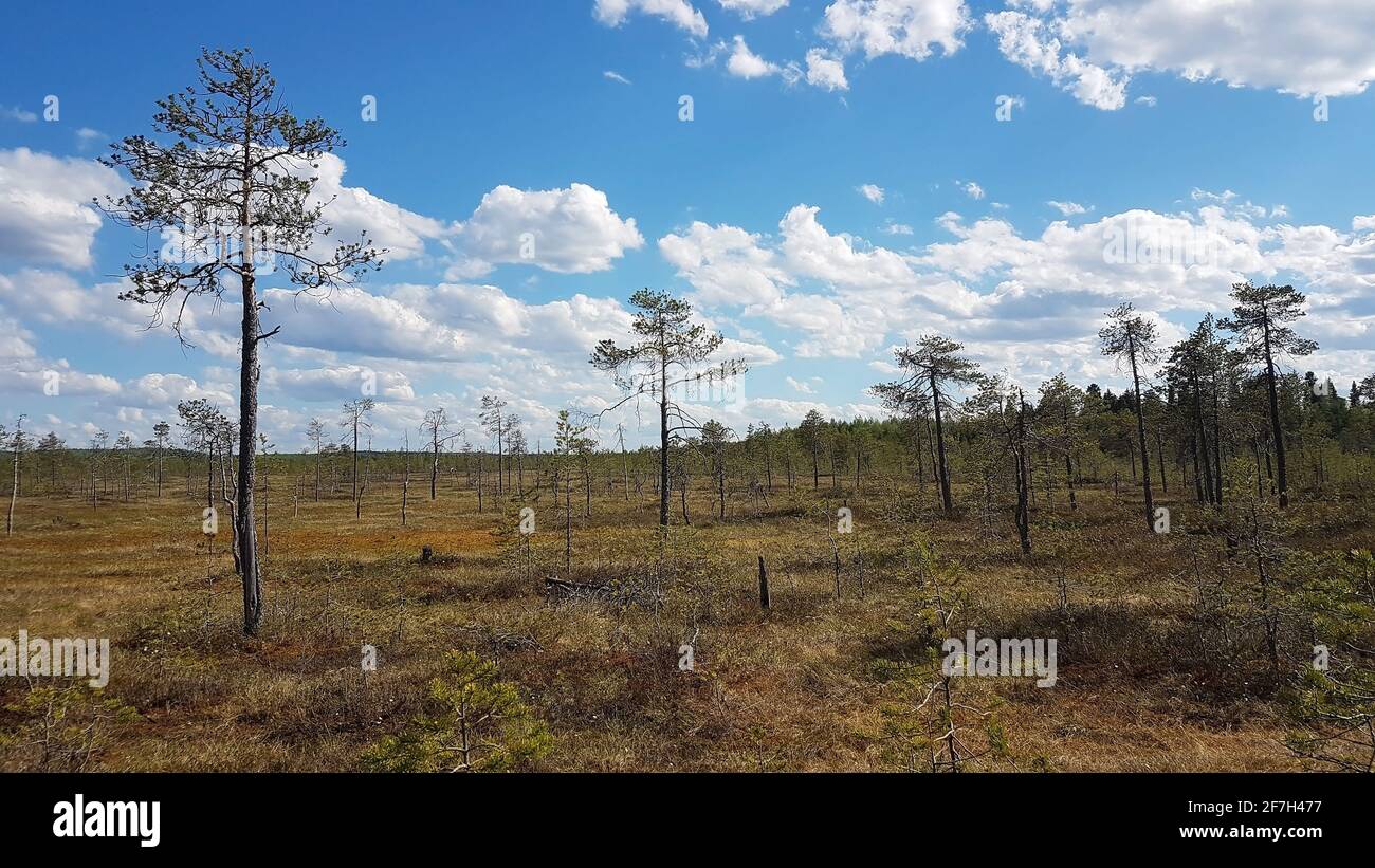 Arctic Swamp landscape with pine trees, summer time. Arkhangelsk Stock ...