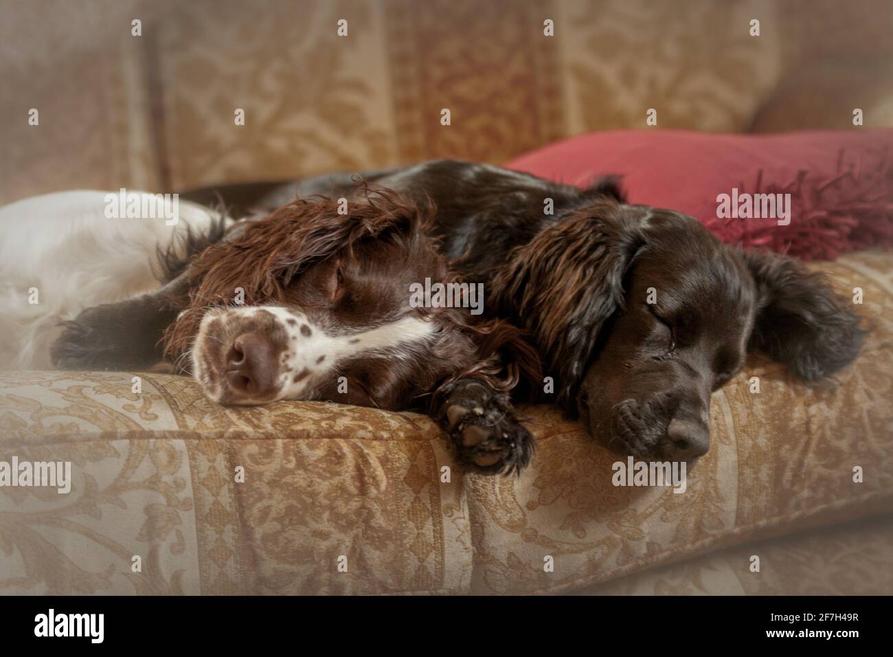 Sleeping springer spaniel hi-res stock photography and images - Alamy