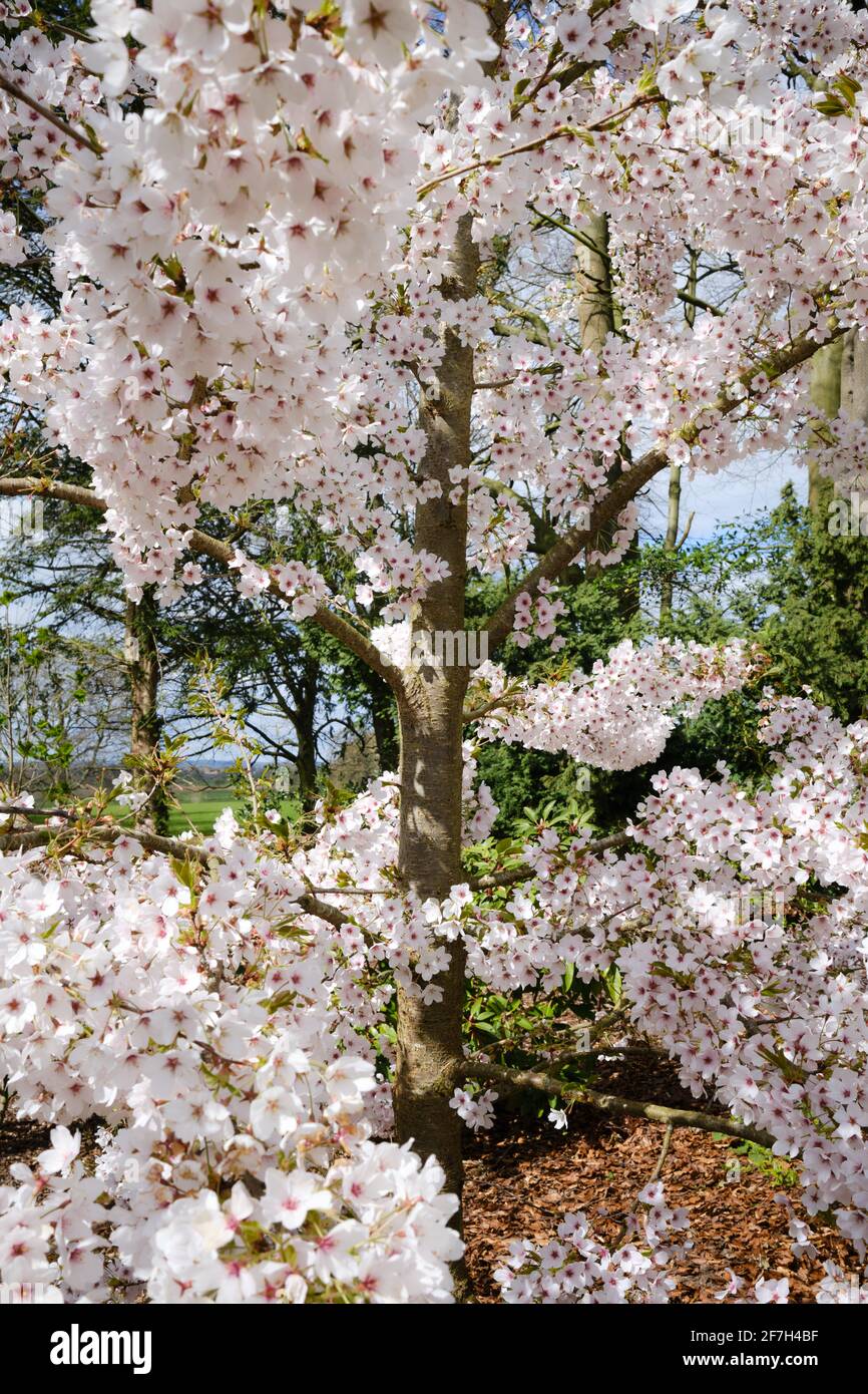 A small tree in full pink blossom in spring in Newby Hall gardens in ...