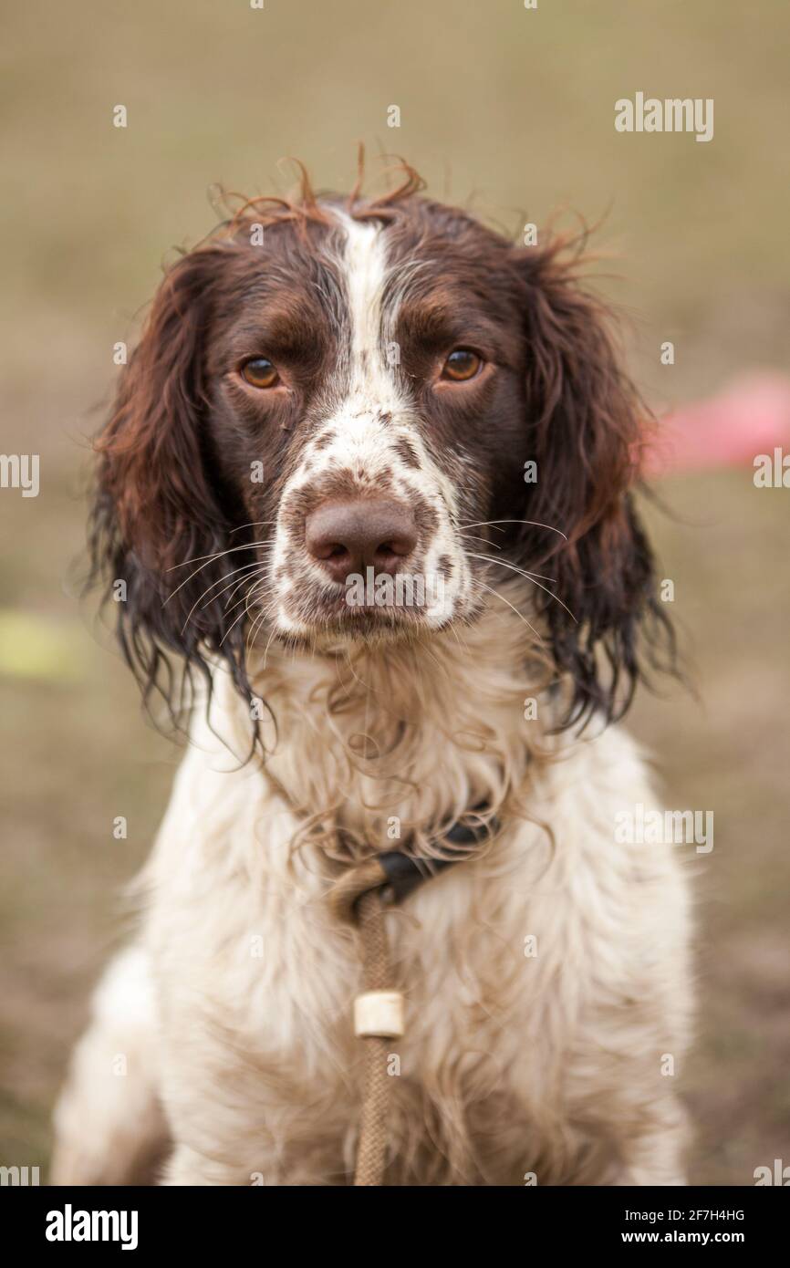 English springer spaniel gundog training hi-res stock photography and ...