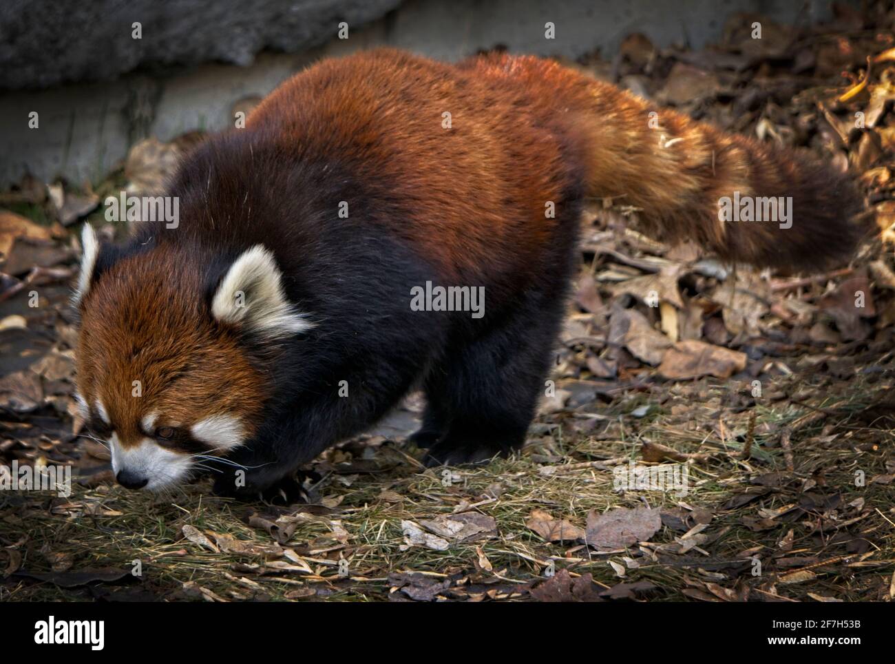 Red panda Calgary Zoo Stock Photo - Alamy