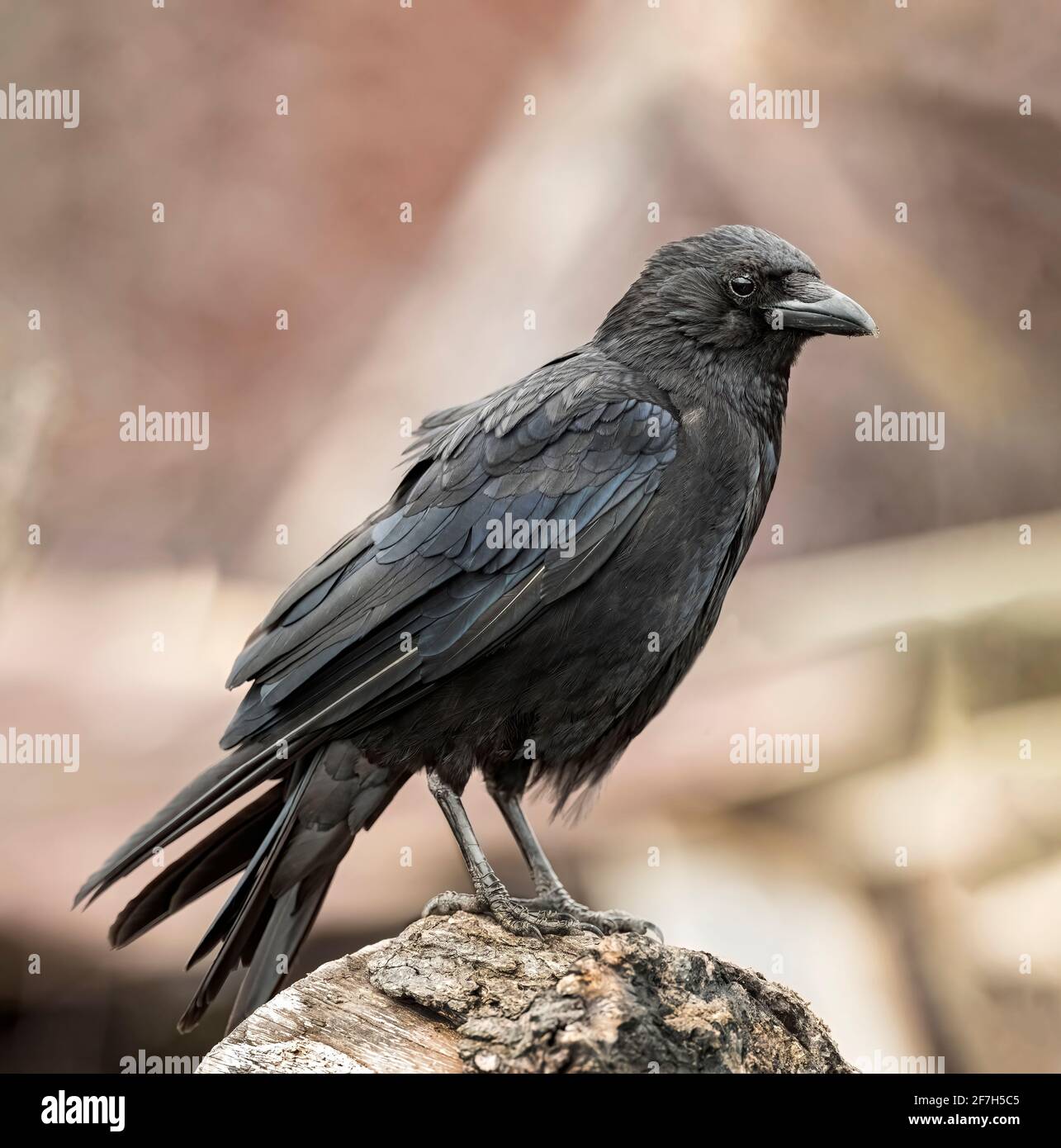 Crow sitting on a tree stump, close up, in summer, in Scotland Stock ...