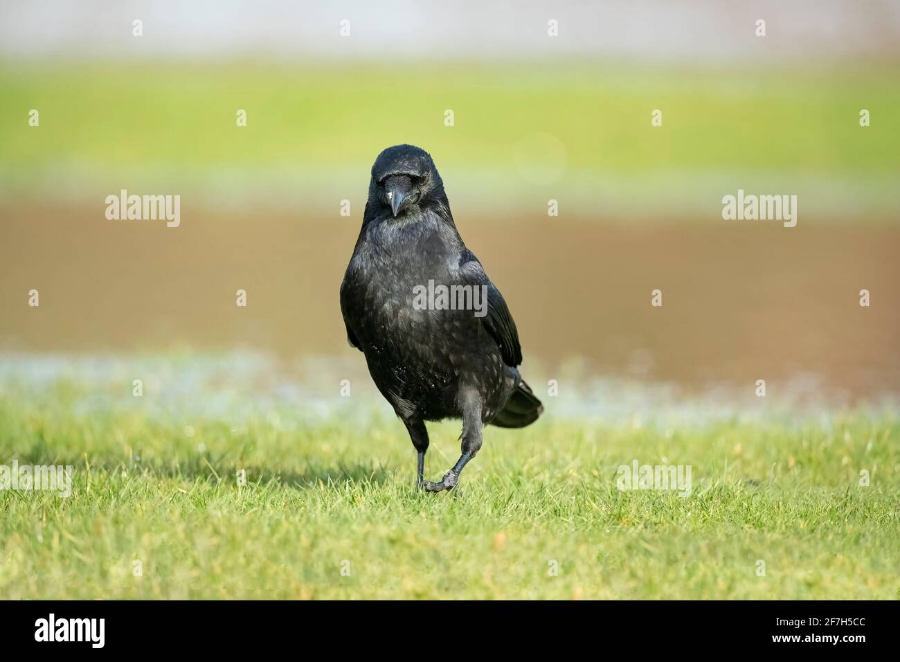 Scotland rural hi-res stock photography and images - Alamy