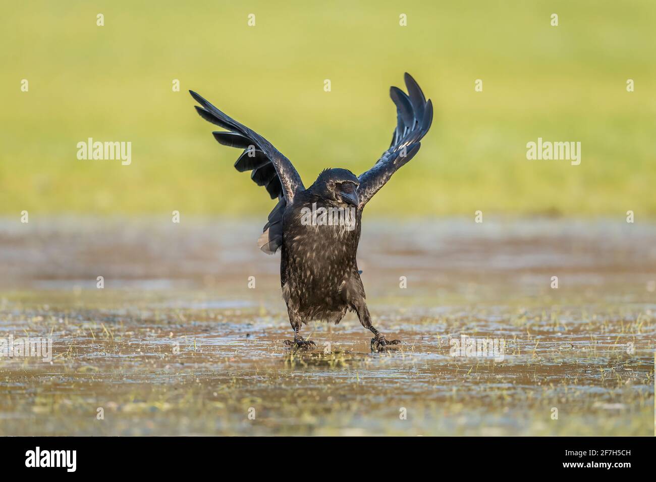 Crow Landing High Resolution Stock Photography and Images - Alamy