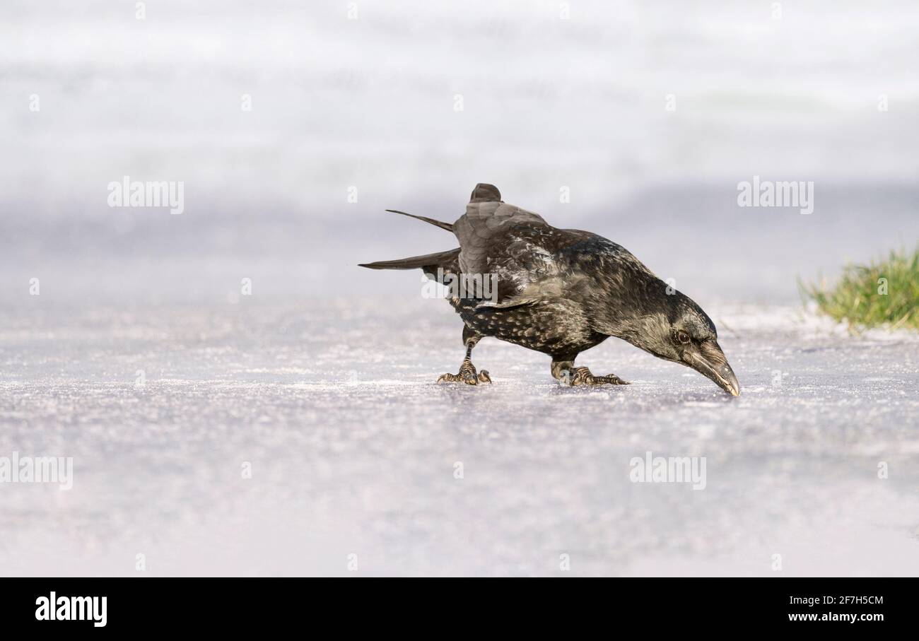 Crow eating uk hi-res stock photography and images - Alamy