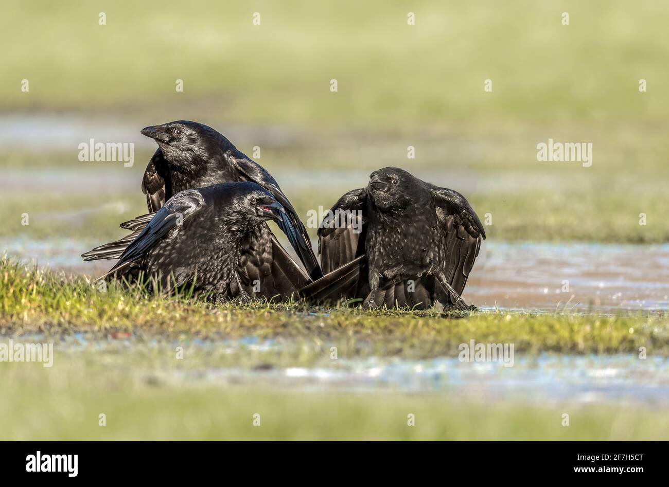 Three crows hi-res stock photography and images - Alamy