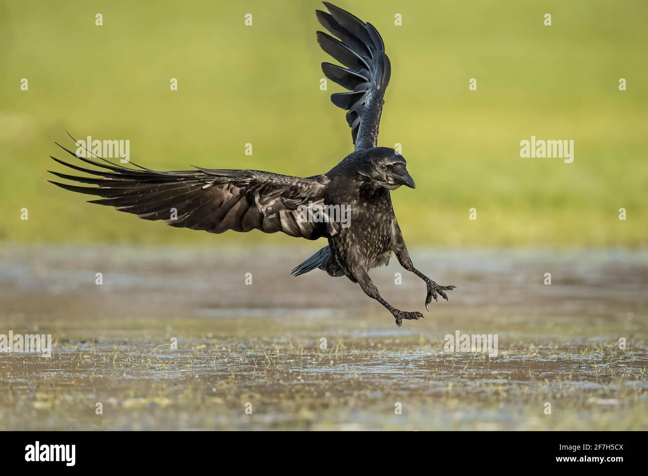 Landing crow hi-res stock photography and images - Alamy