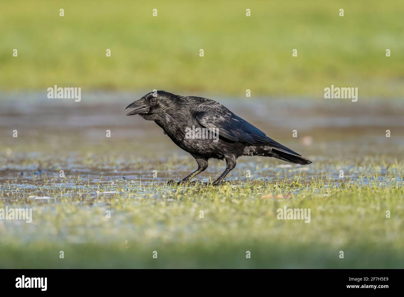Squawking bird hi-res stock photography and images - Alamy