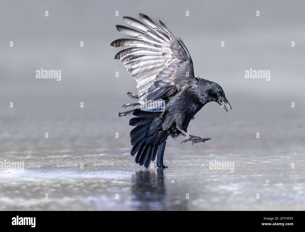 Crow landing hi-res stock photography and images - Alamy