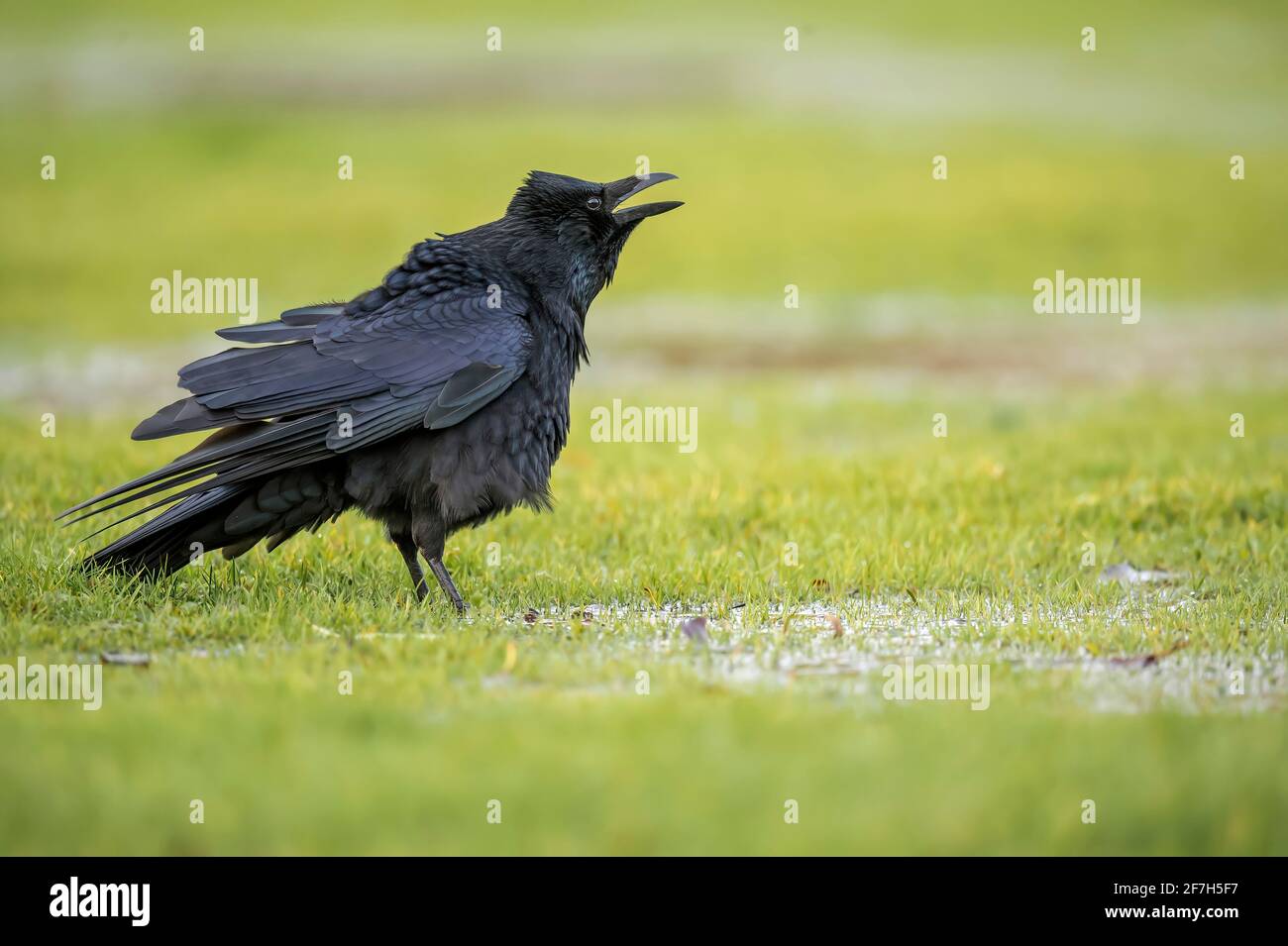 Squawking bird hi-res stock photography and images - Alamy