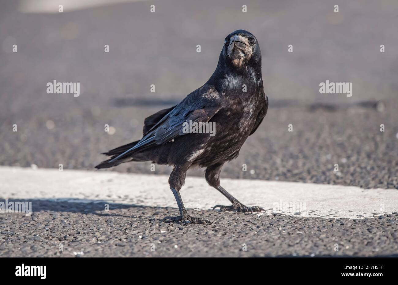 Crow road hi-res stock photography and images - Alamy